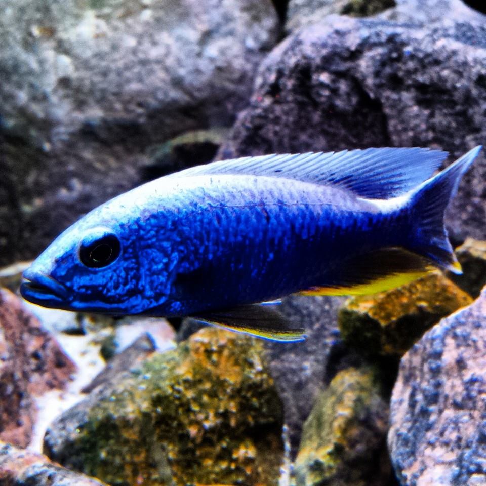 sciaenochromis fryeri iceberg | Foro de Peces y Acuarios de Acuario Adictos